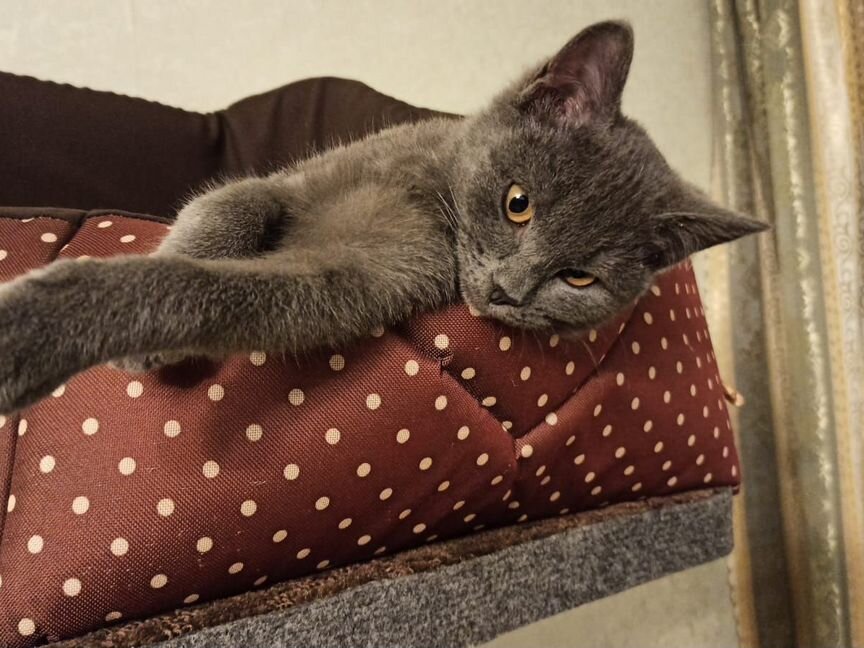 Смышлёный, игривый котик 4 месяца, мальчик