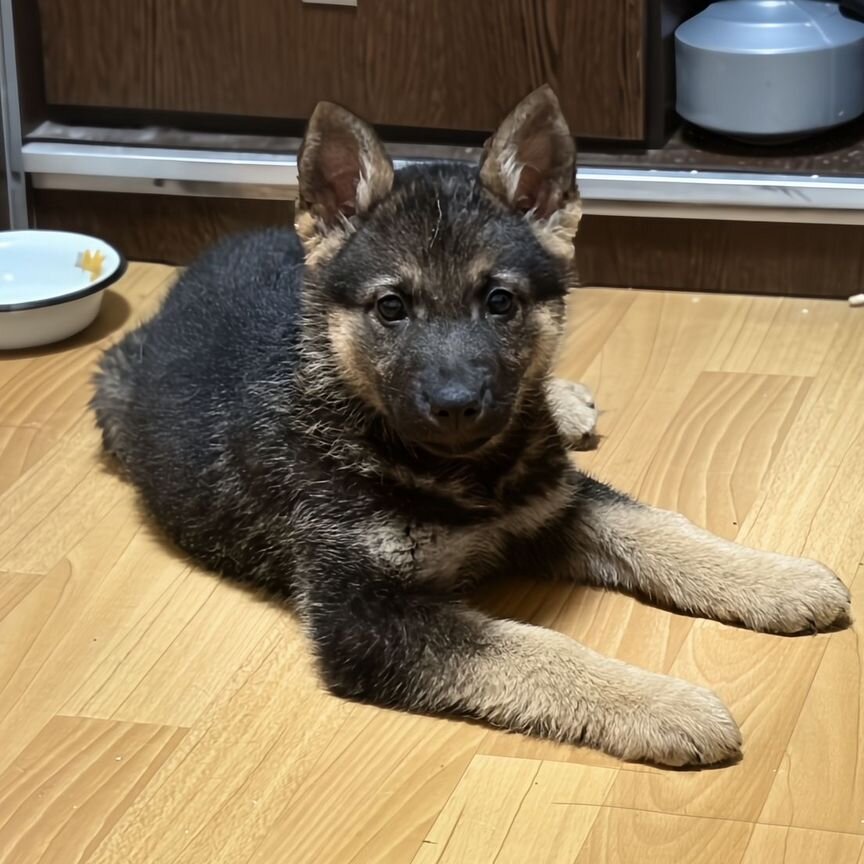 Немецкая овчарка, щенок