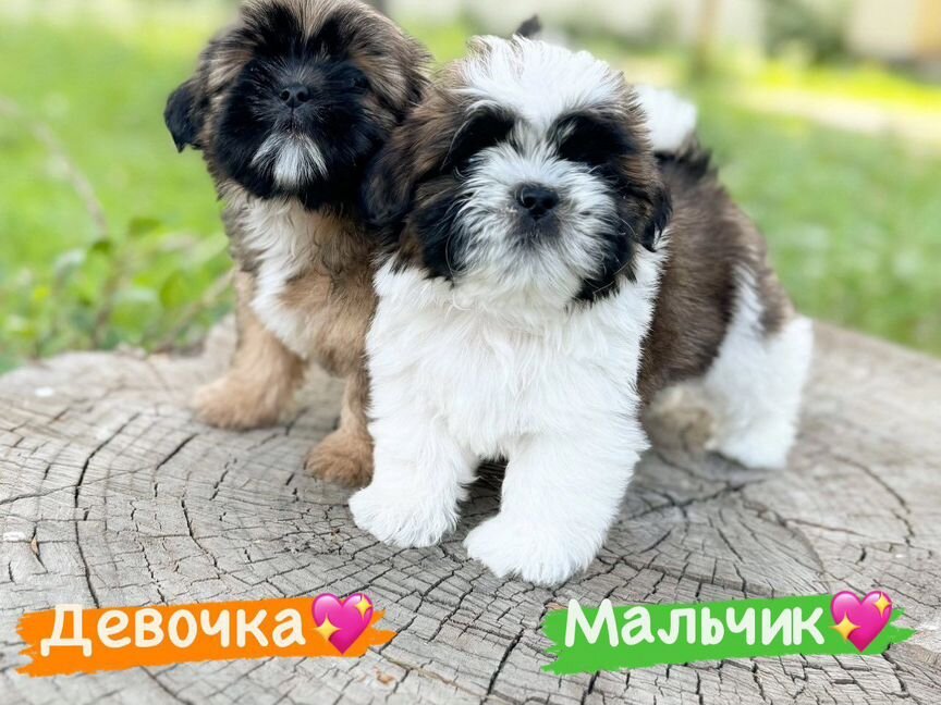 Мини детки шитцу