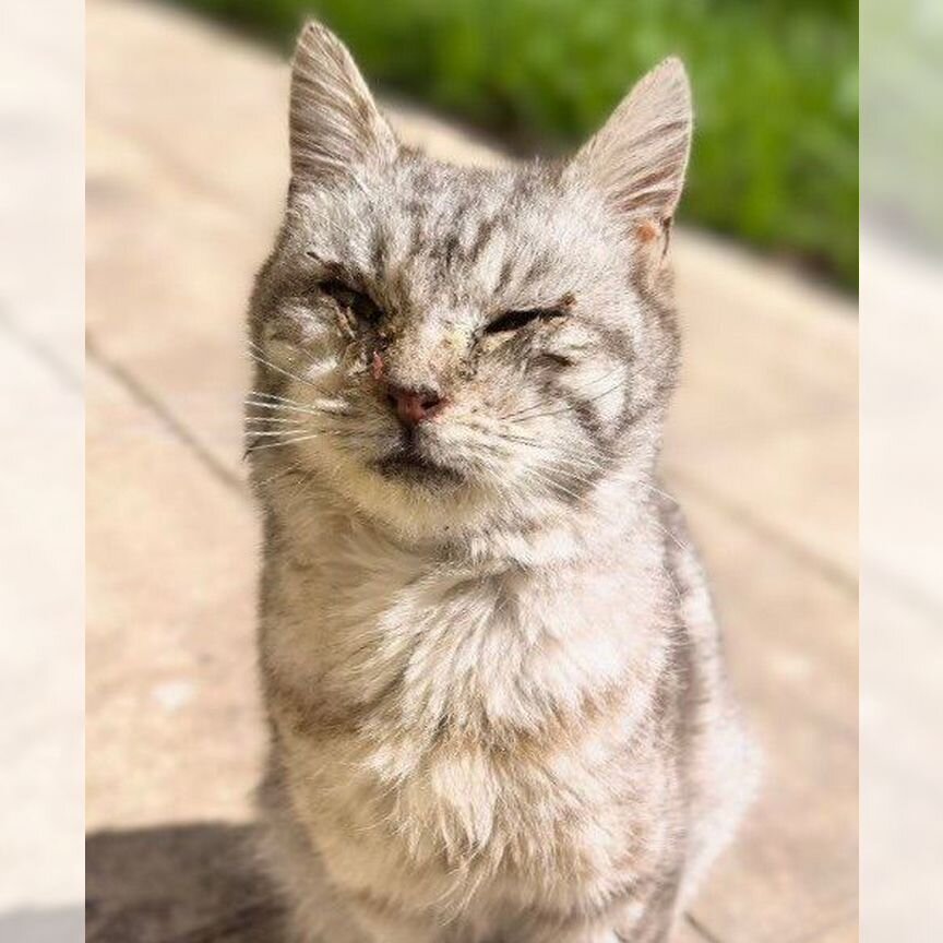 Взрослая, кошка в добрые руки