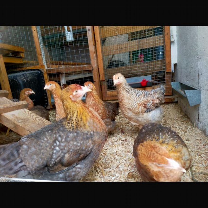 Куры несушки