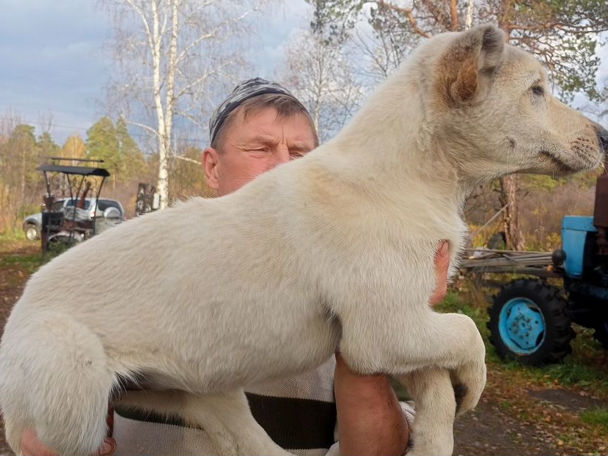 Продам щенка Аллабая