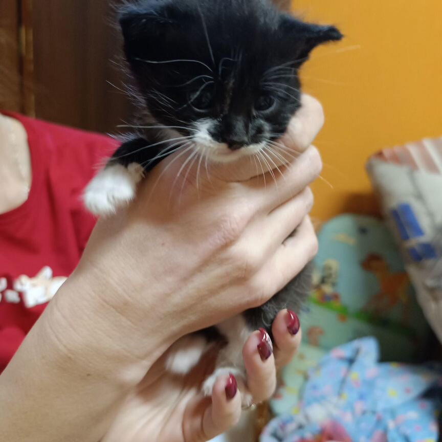 Отдам котят в добрые руки