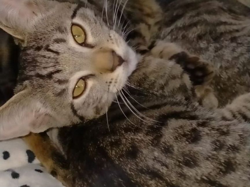 Котики Чаузи&Саванна