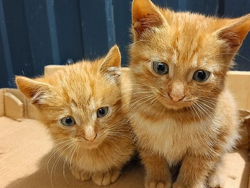 Рыжие котятки