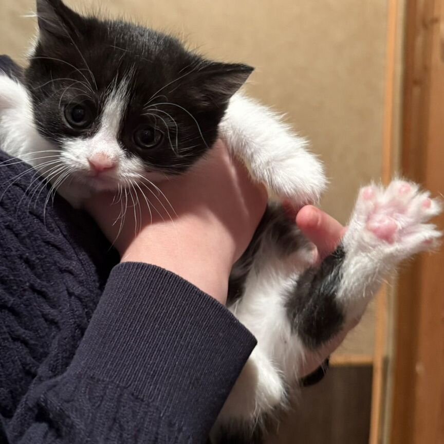 Котёнок в добрые руки