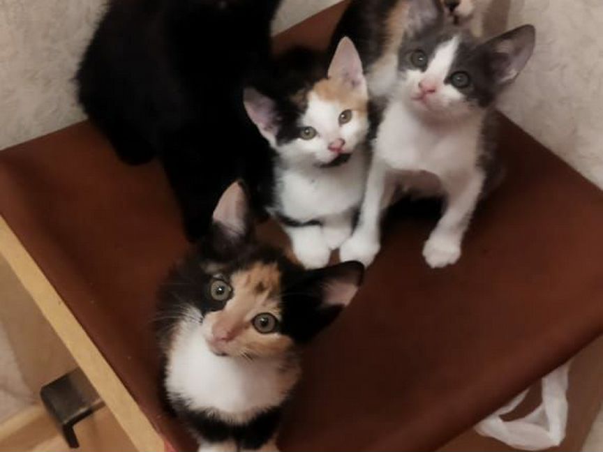 1.5 месячные котята в добрые руки (бесплатно)
