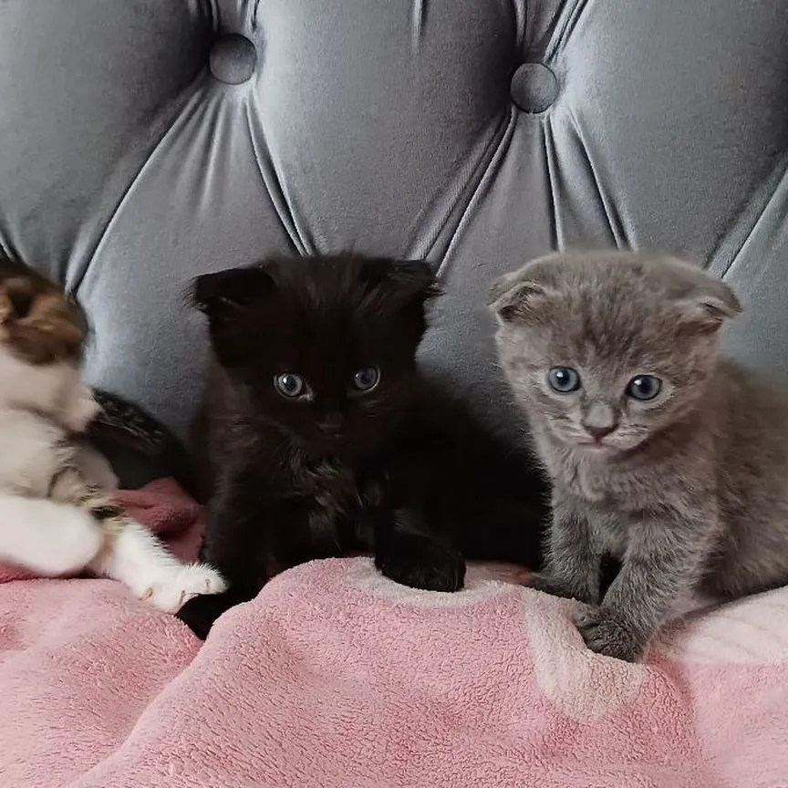 Шотландская вислоухая кошка бесплатно