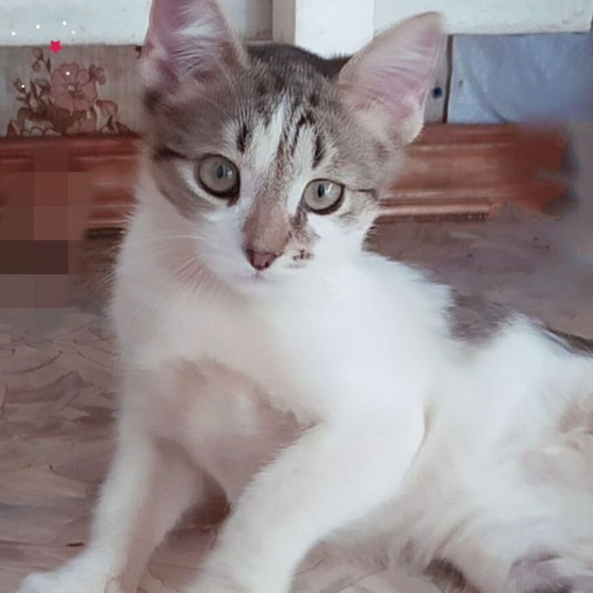 Девочка котёнок в добрые руки