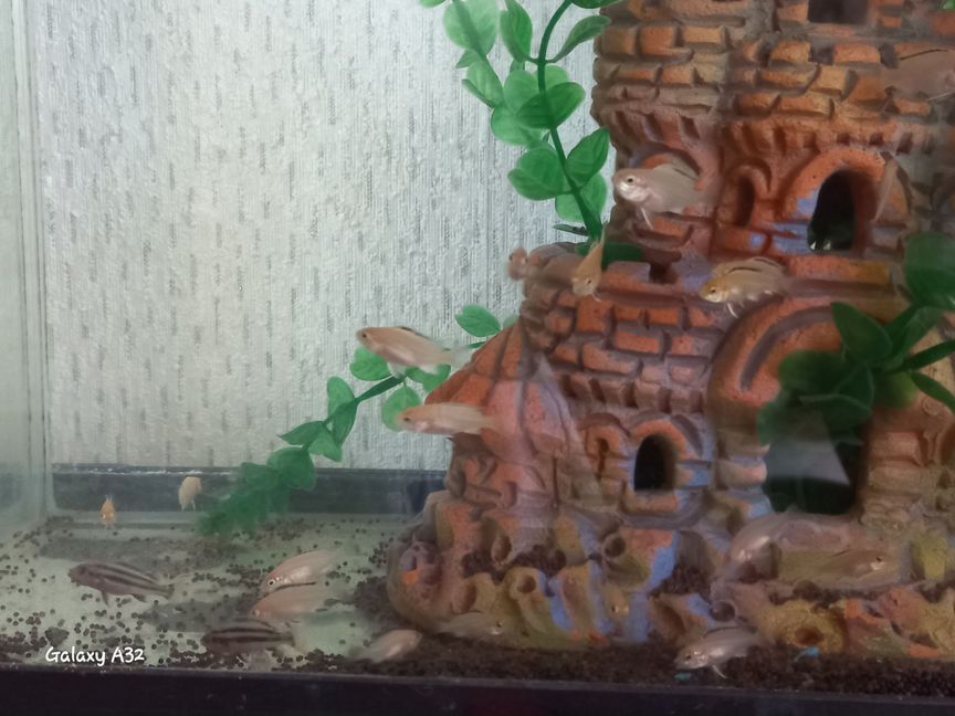 Аквариумные рыбки