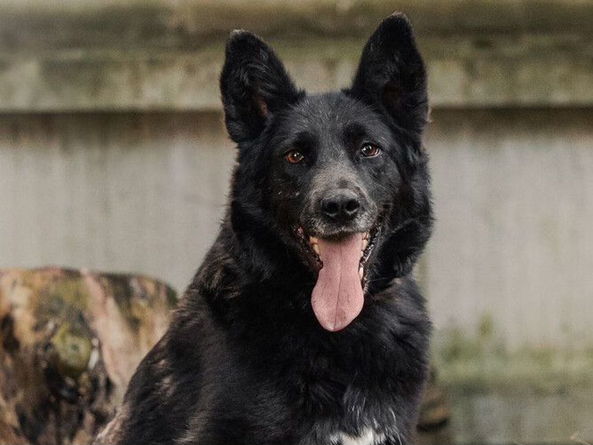 Небольшая черная собачка Эльза в добрые руки