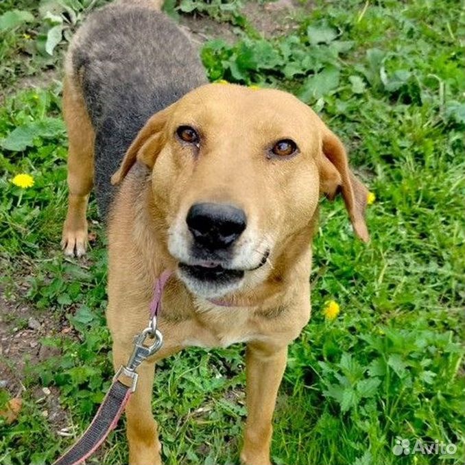 Рой - добрый и послушный пес ищет дом