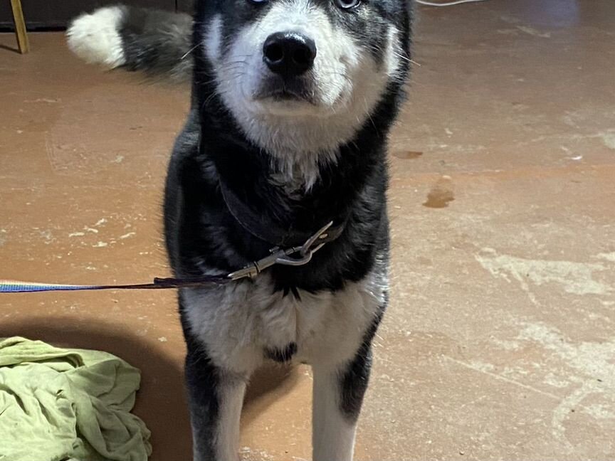 Щенки сибирской Хаски