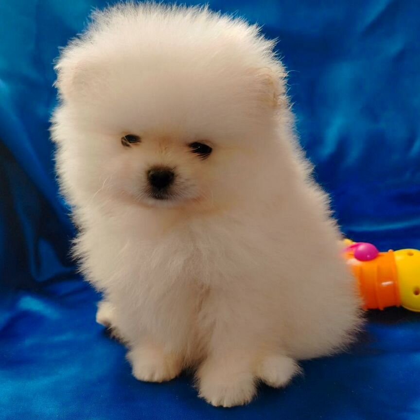 Медвежонок