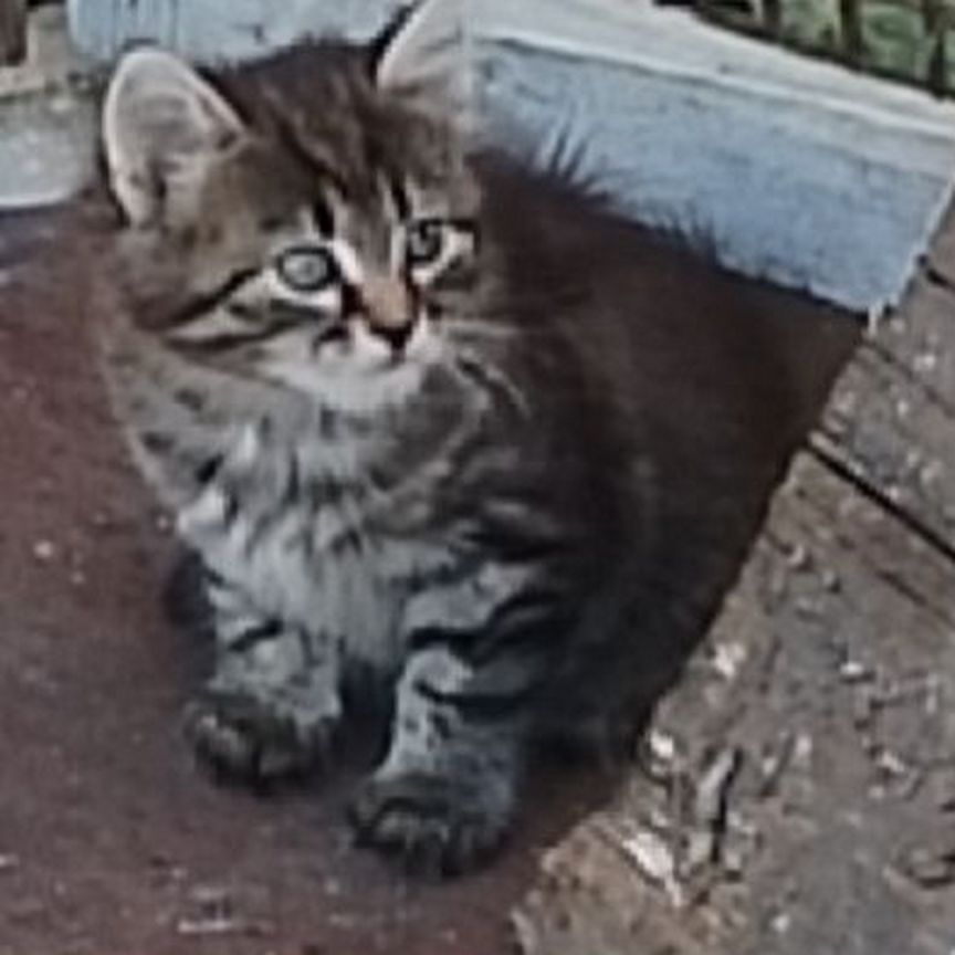 Котята в добрые руки бесплатно