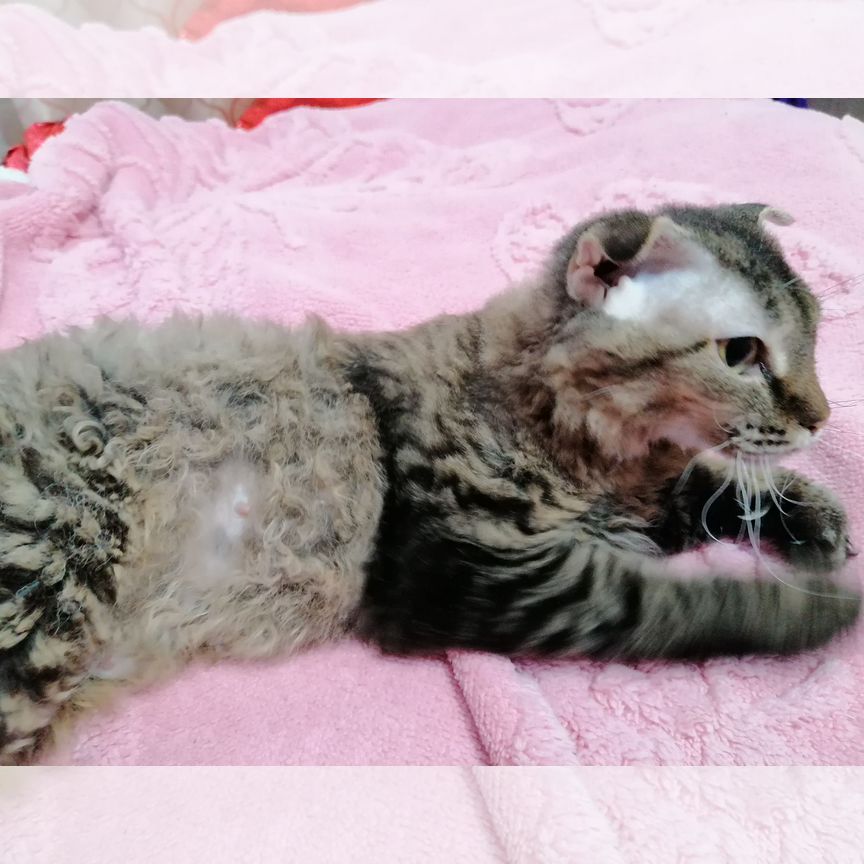 Шотландская вислоухая короткошёрстная, взрослая кошка
