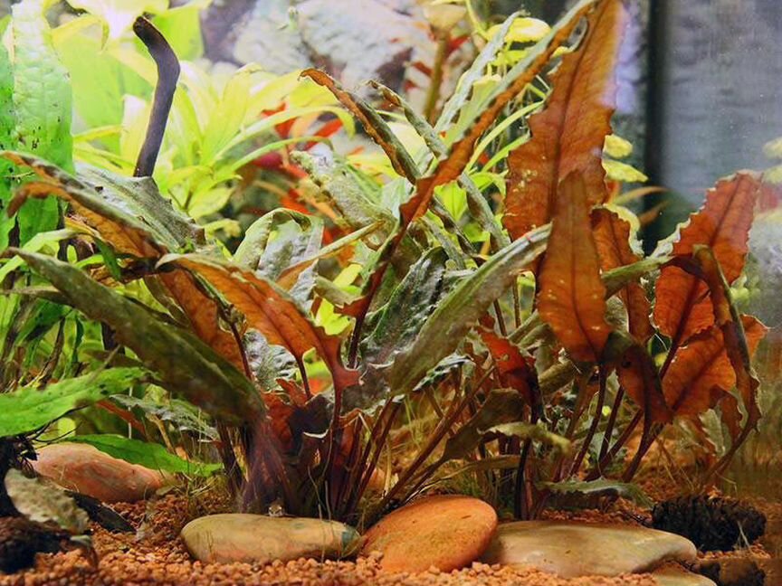 Аквариумные растения - криптокарина, мох