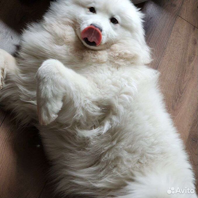 Самоедская лайка (девочка) в добрые руки