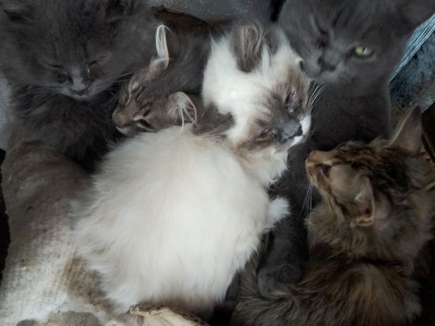 Котята в добрые руки SOS