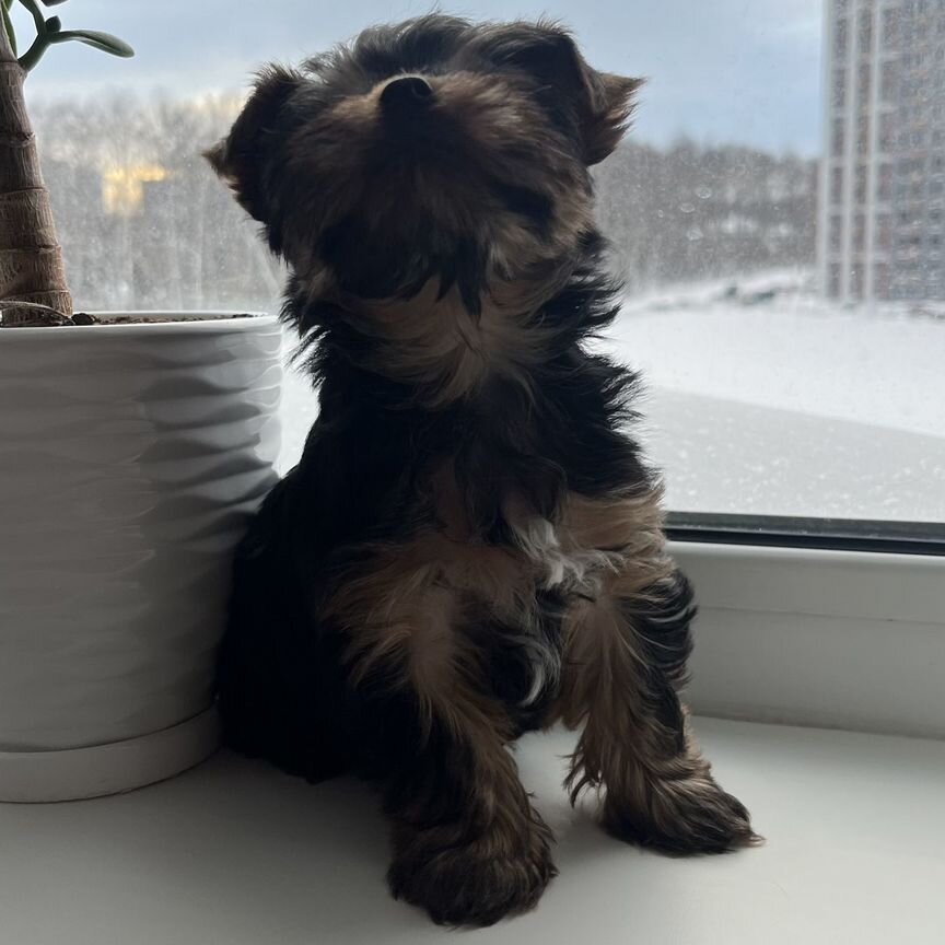 Йоркширский терьер, щенок