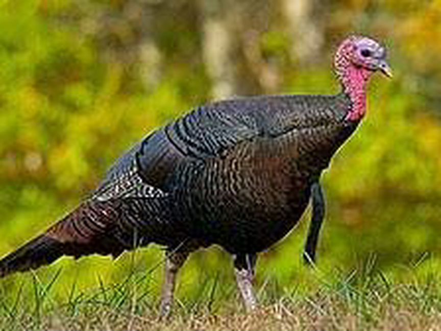 Индюки индюшки индейки