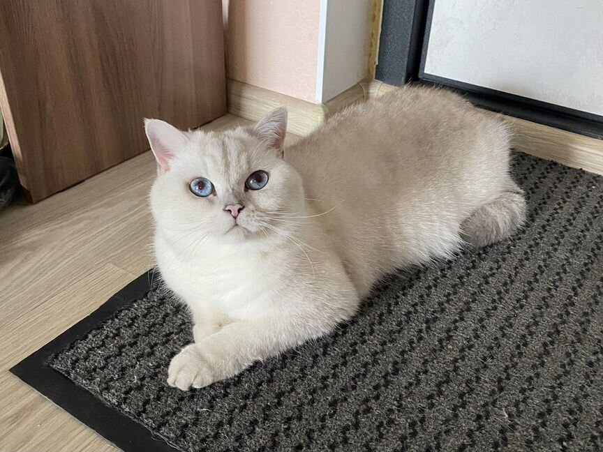 Шотландская серебристая шиншилла