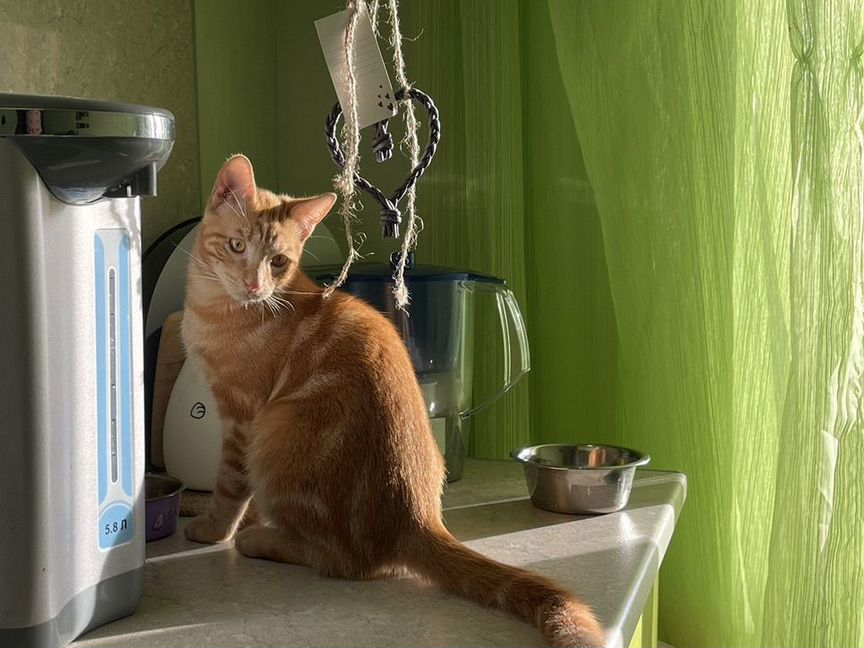 Отдам рыжего котенка в добрые руки