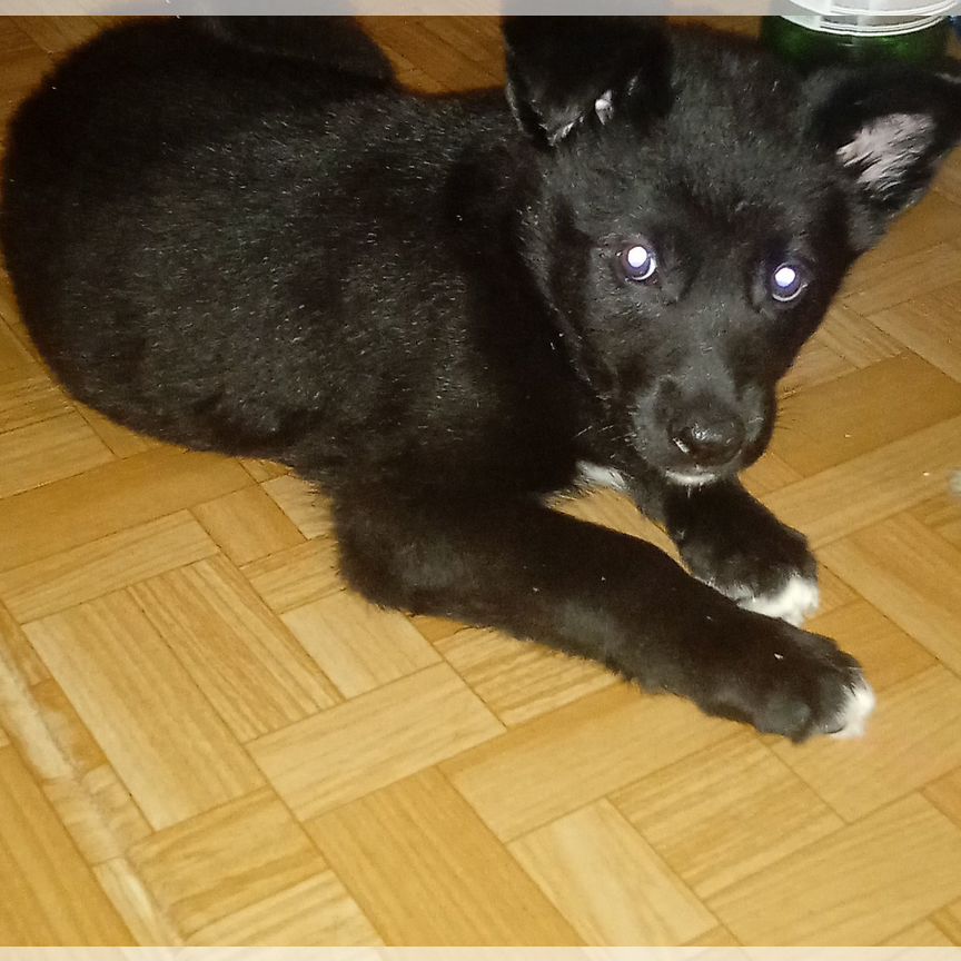 Щенок в добрые руки