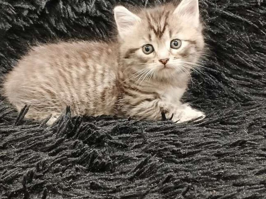 Котята от сибирских кошек