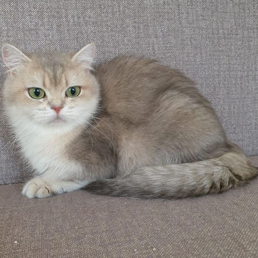 Кошка британская шиншилла