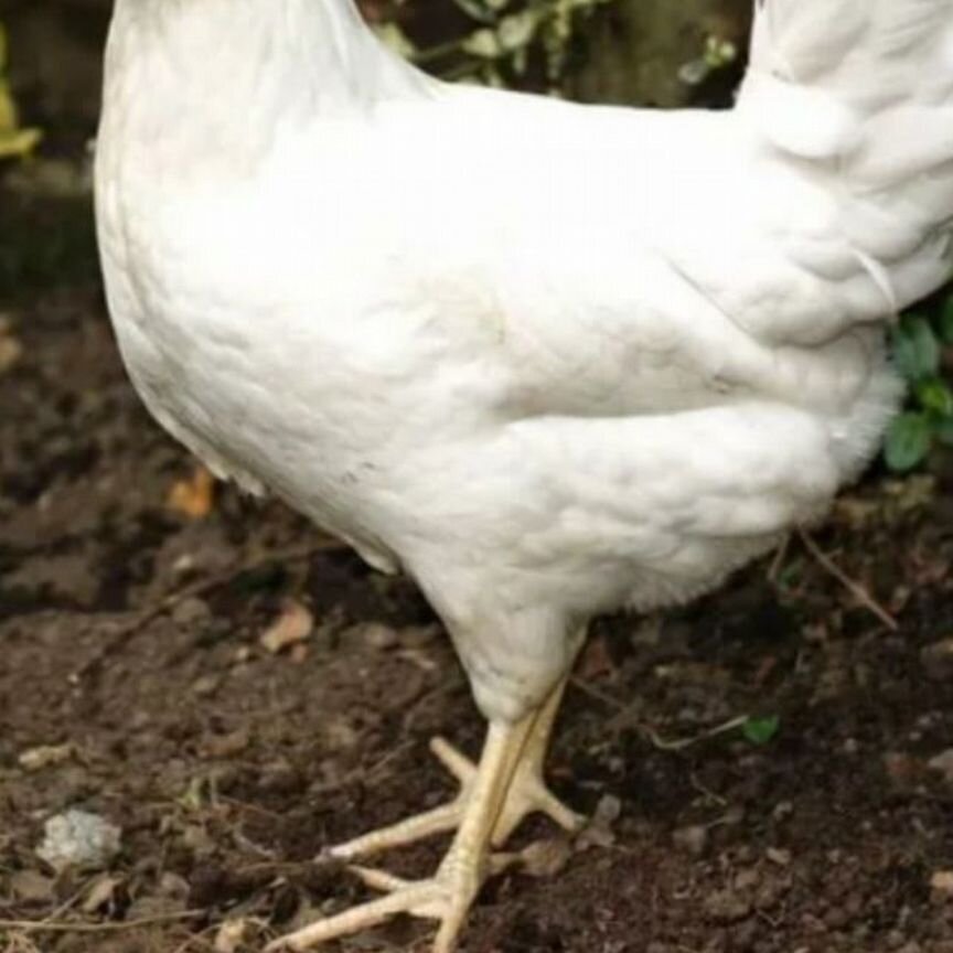 Домашние молодки несушки