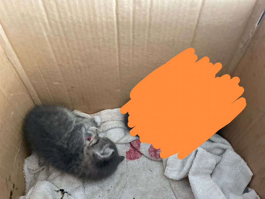 Котята в добрые руки бесплатно