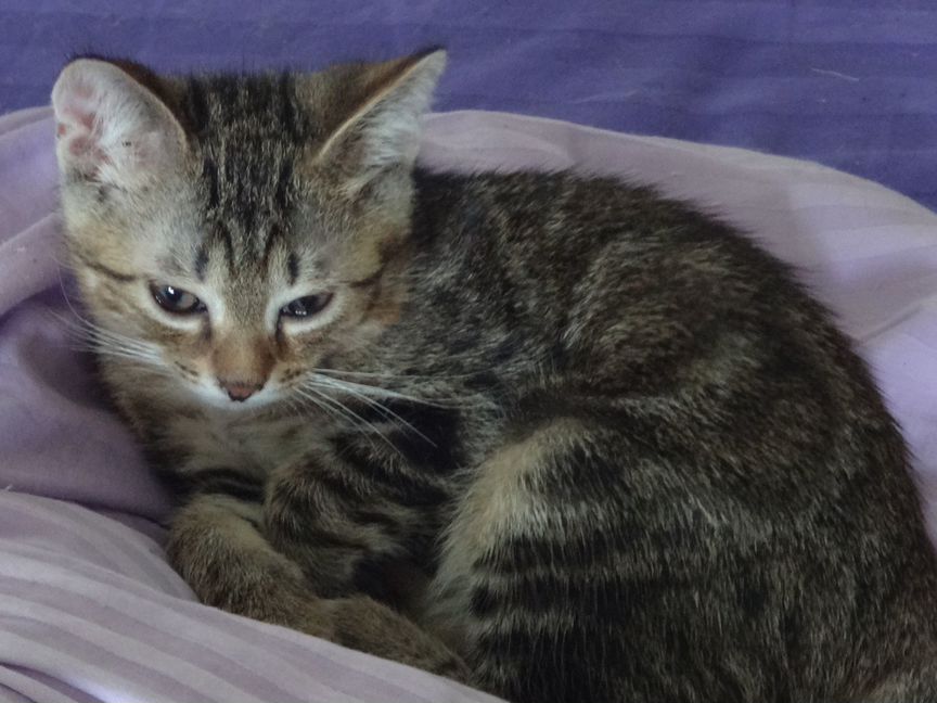 Мраморный "тигренок" от домашней любимицы