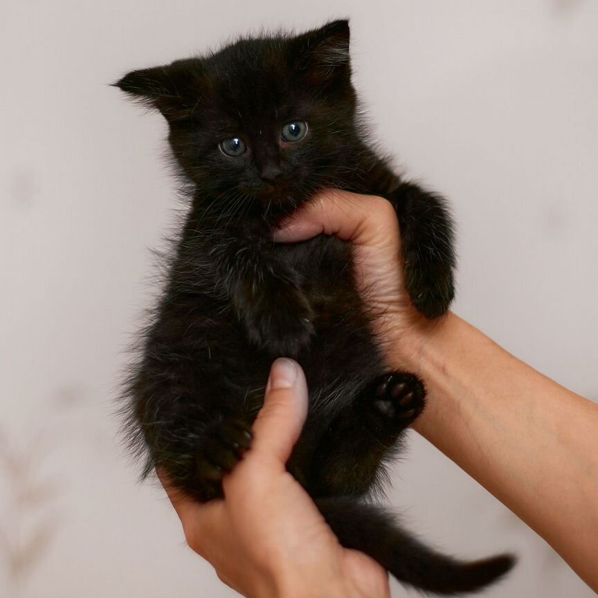 Ищем дом котенку