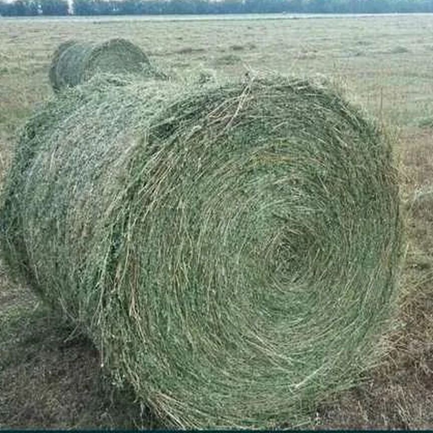 Сено люцерны в рулонах