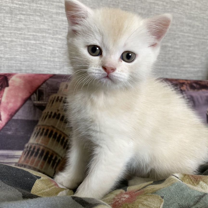 Белый британец котенок