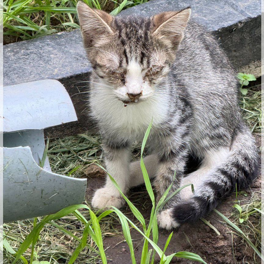 Котёнок хочет жить