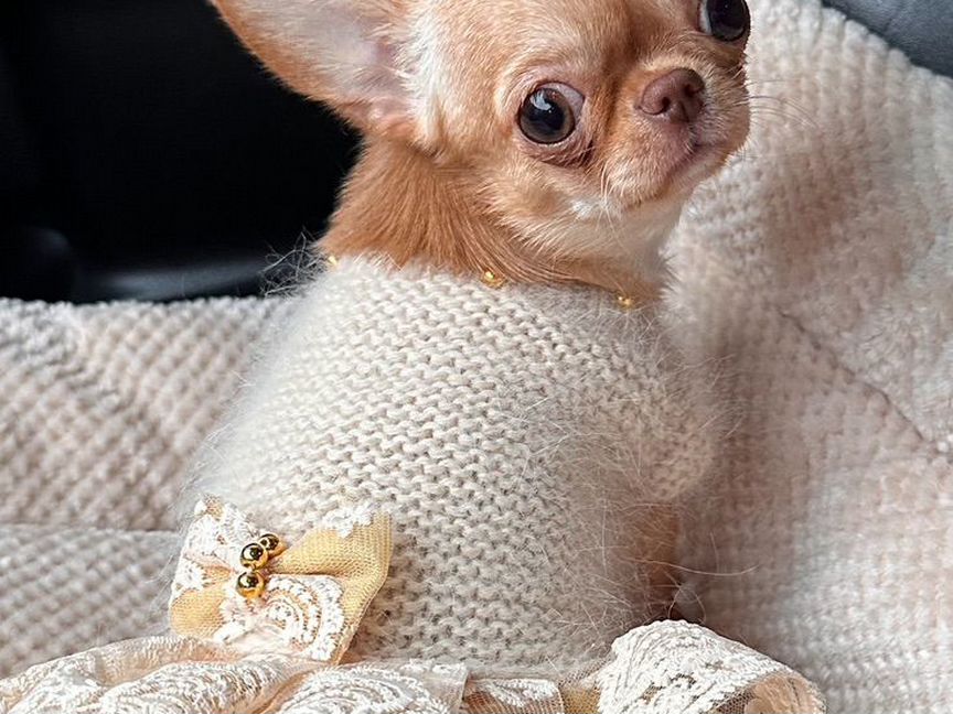 Чихуахуа супер мини