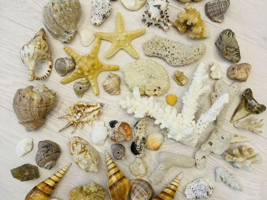 Ракушки и кораллы