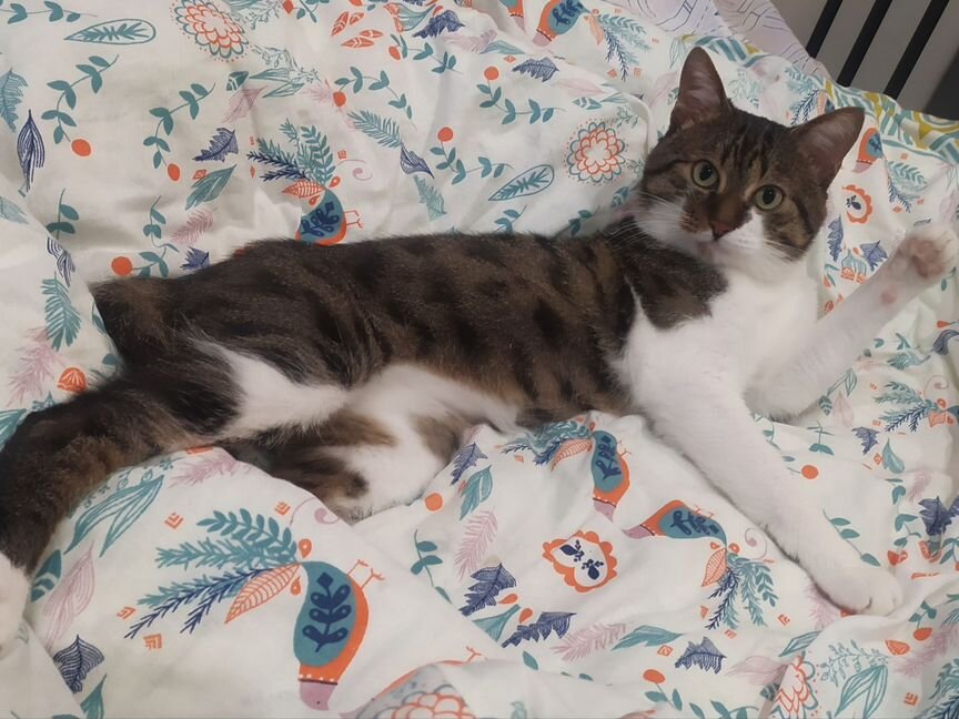 Кот