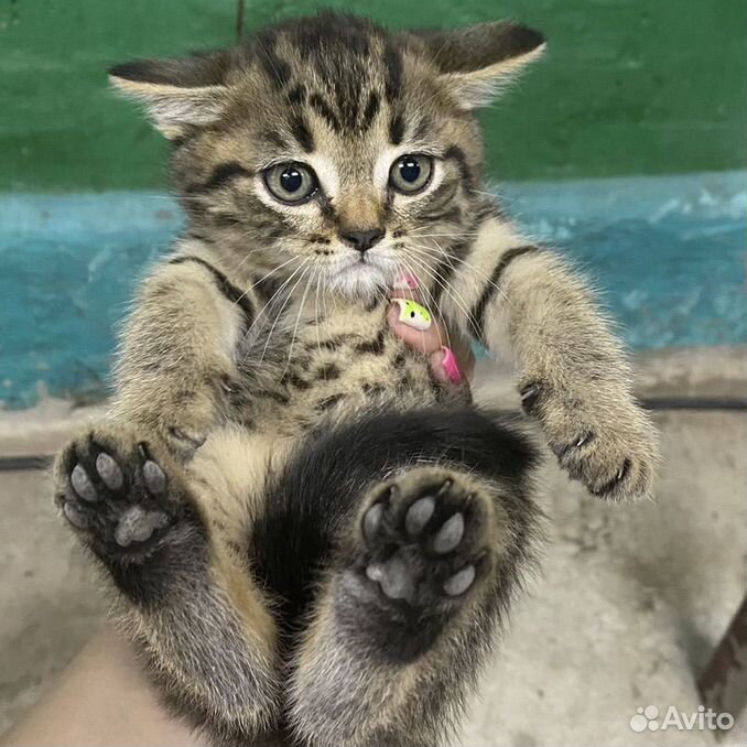 Котенок шотладский