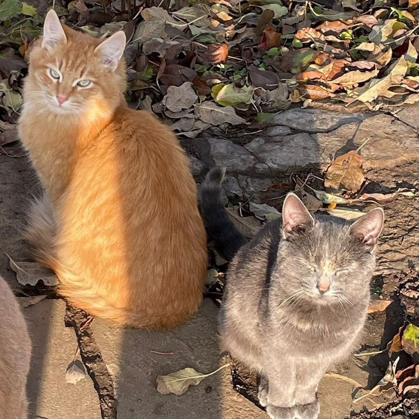 Пристраиваются в добрые руки