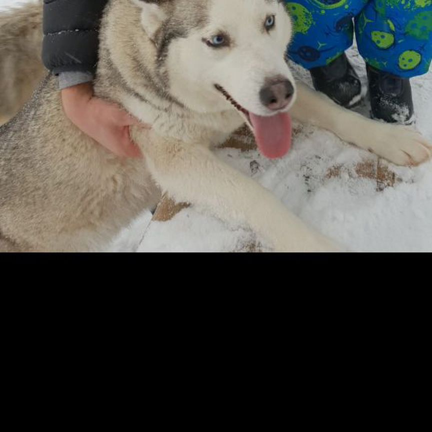 Сибирская хаски в добрые руки