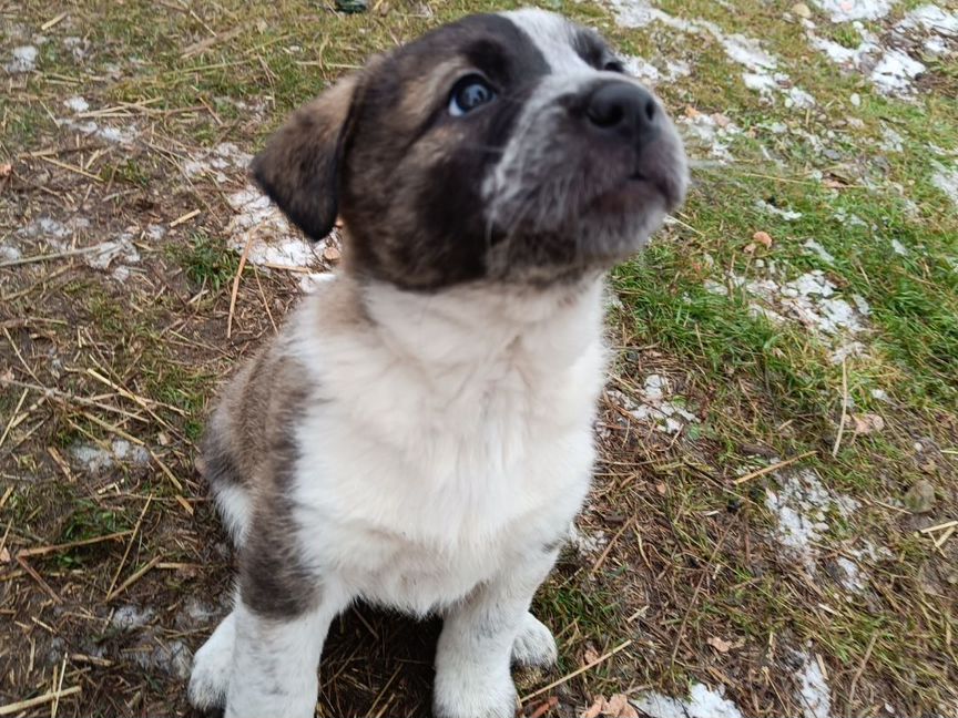 Щенок метис