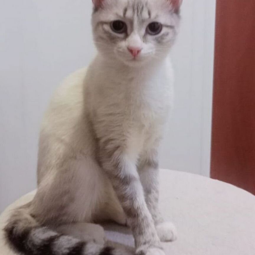 Кошечка бесплатно в добрые руки
