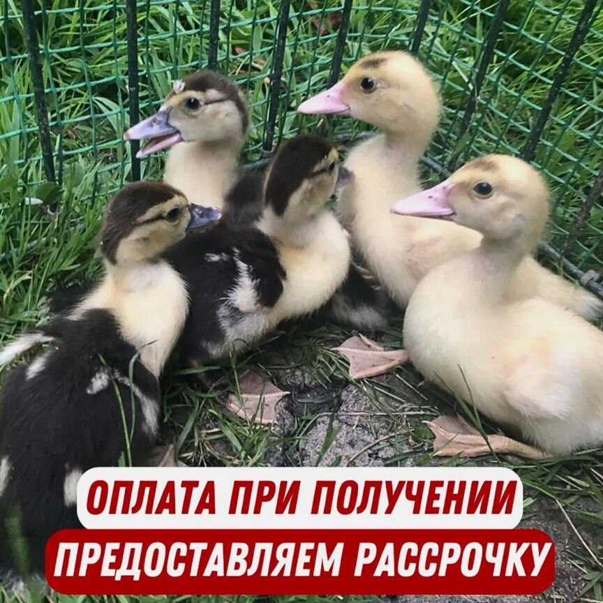 Утята муларды оптом от 50 шт. доставка бесплатная