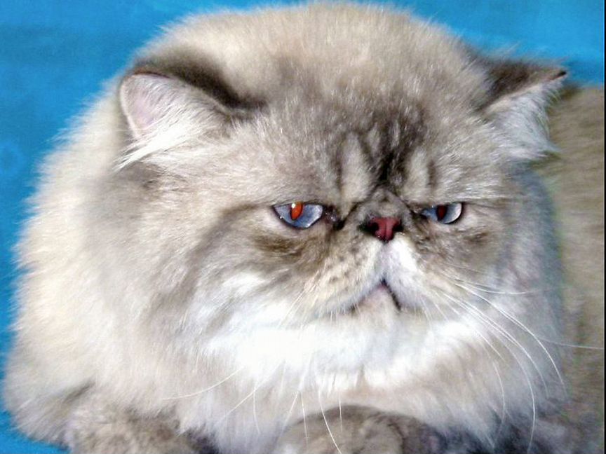 Экзотические кошка