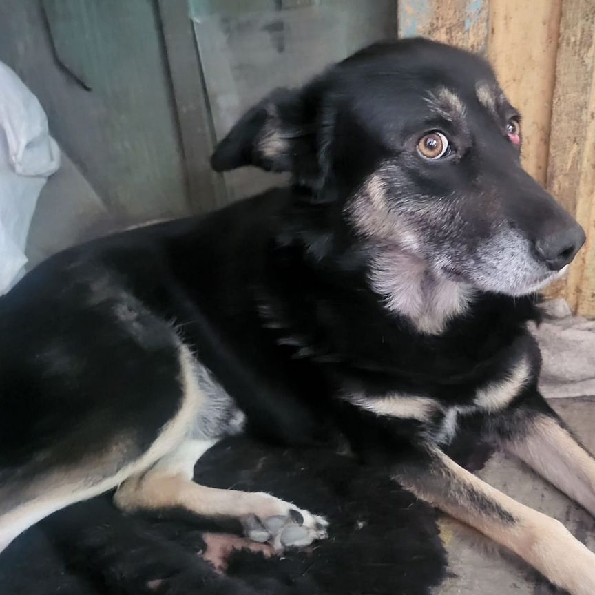 Отдам верного преданного друга в хорошие руки