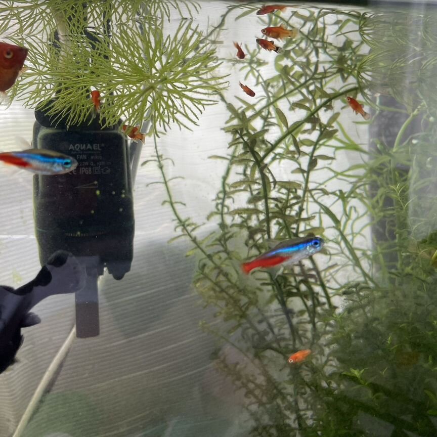 Пецилия (мальки пецилии)