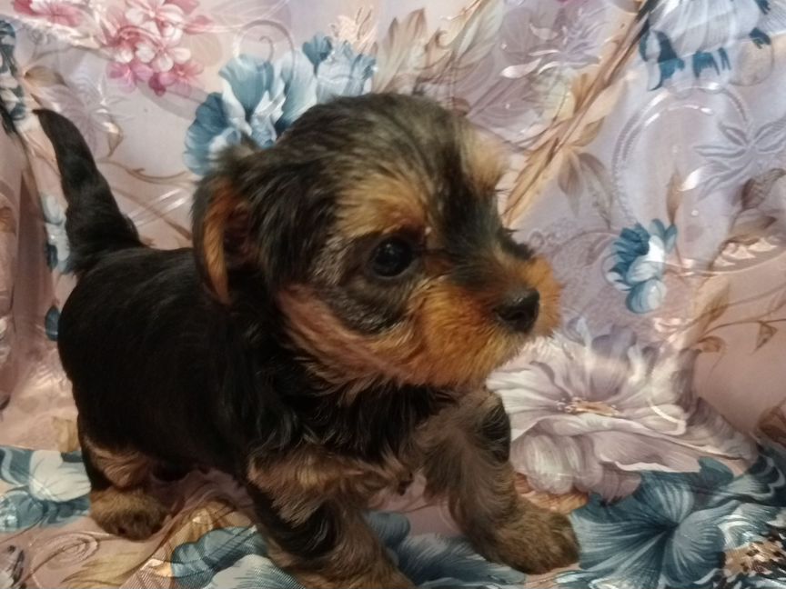 Йоркширский терьер